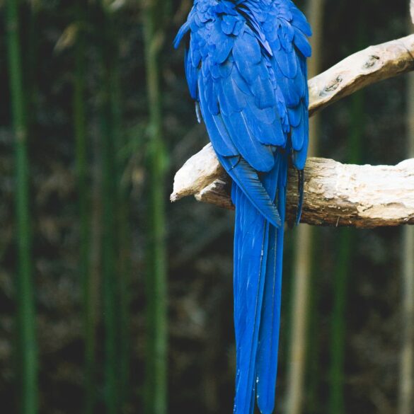 Endangered Species: 10 Animals at Risk of Extinction – Trend Wave Mag